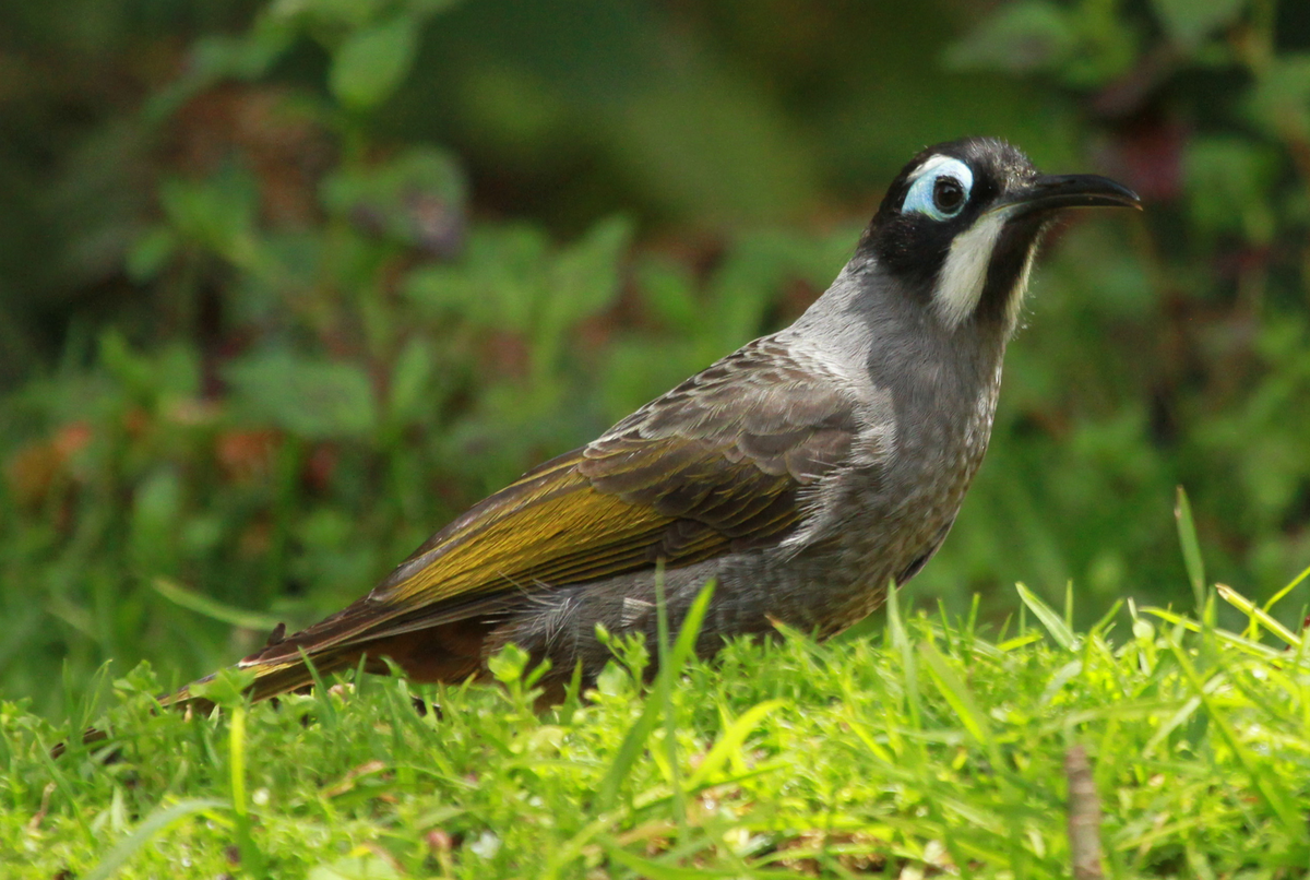 Bird DNA on flowers tell stories about pollination interactions